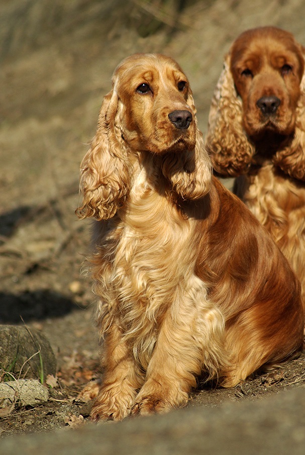 Cocker Spaniel Inglese Allevamento Almaleo Cocker Ritirati